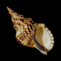 Wholesale Seashells, Coral Suppliers in California, USA - Tideline