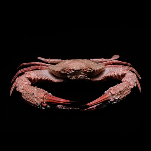 Wholesale Seashells, Coral Suppliers in California, USA - Tideline